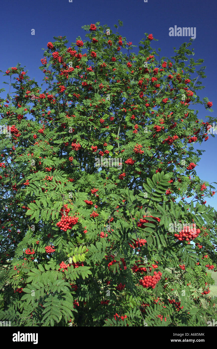 Mountain Ash, Rowan Tree (Sorbus aucuparia) with ripe berries Stock ...