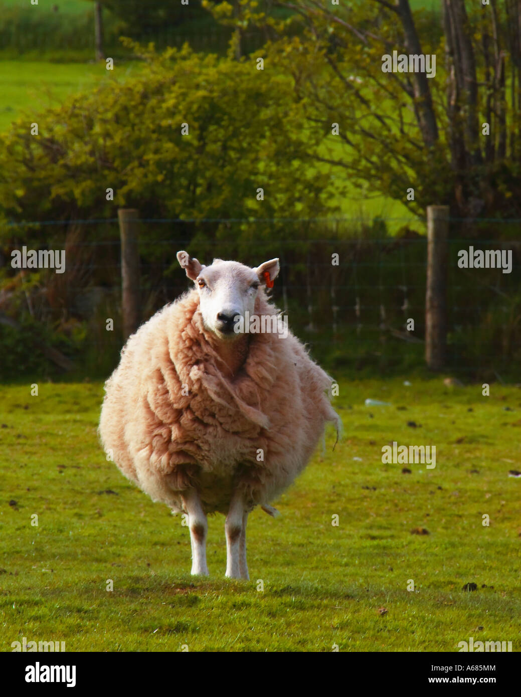 Scruffy sheep hi-res stock photography and images - Alamy