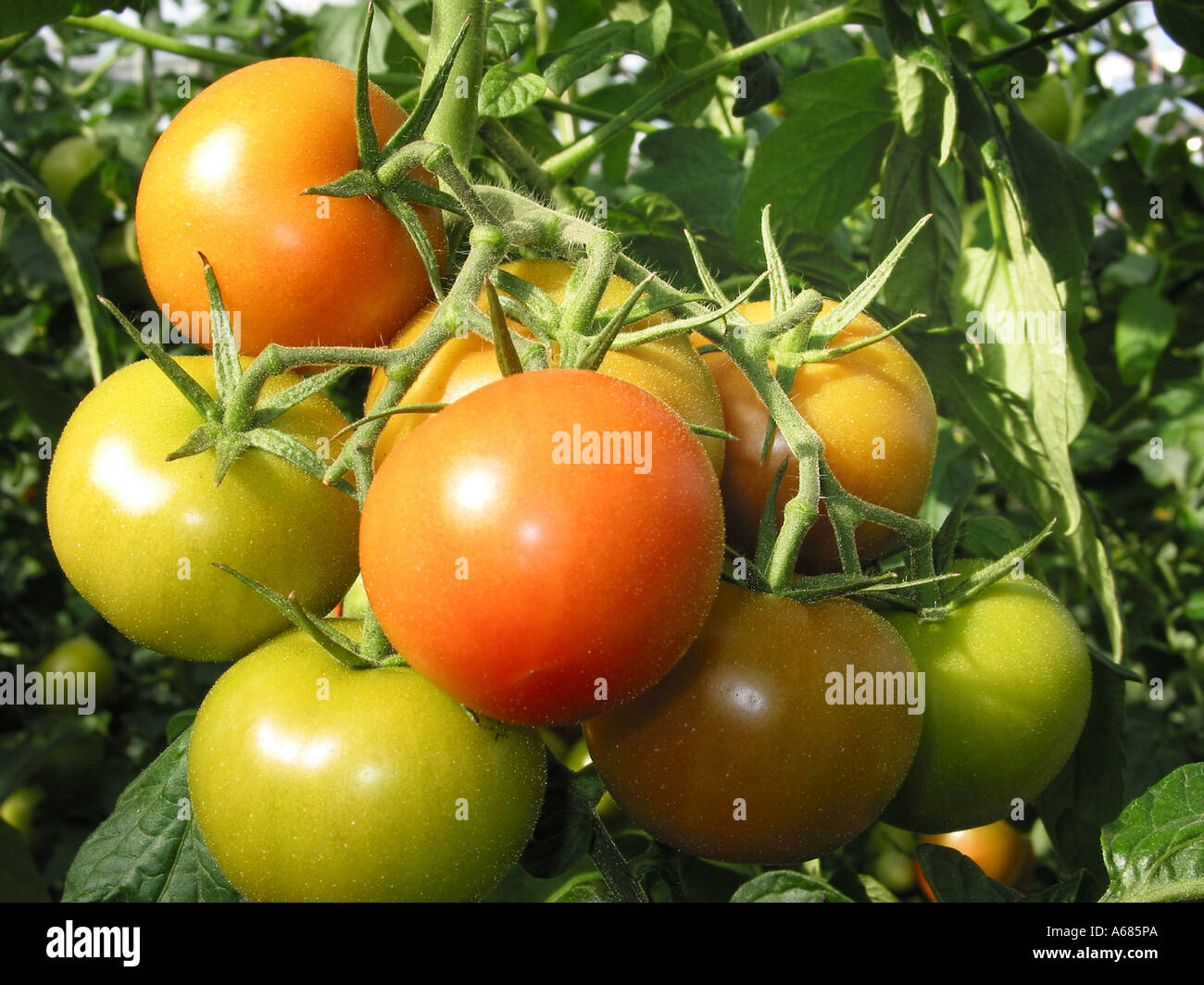 Red and green tomatoes on a tree Stock Photo - Alamy