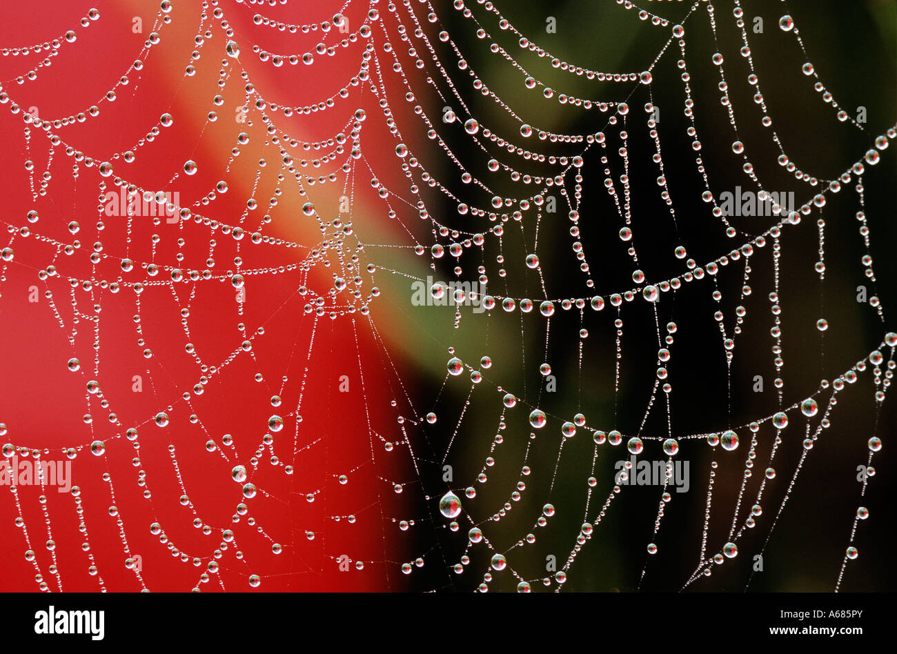 dew beads on spiders web Stock Photo - Alamy