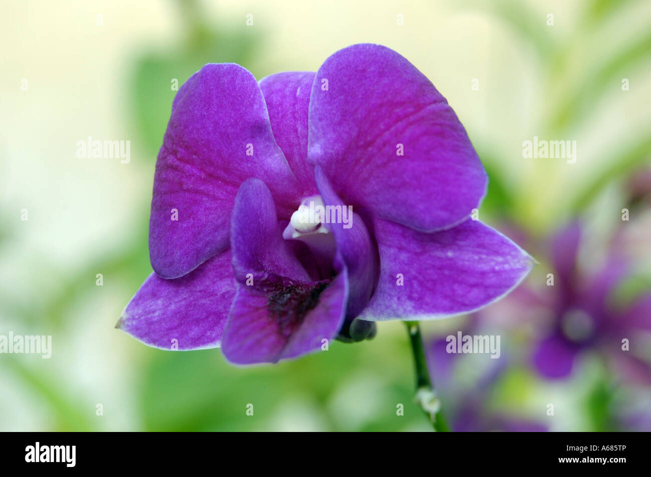 Deep purple Orchid Flower Stock Photo - Alamy