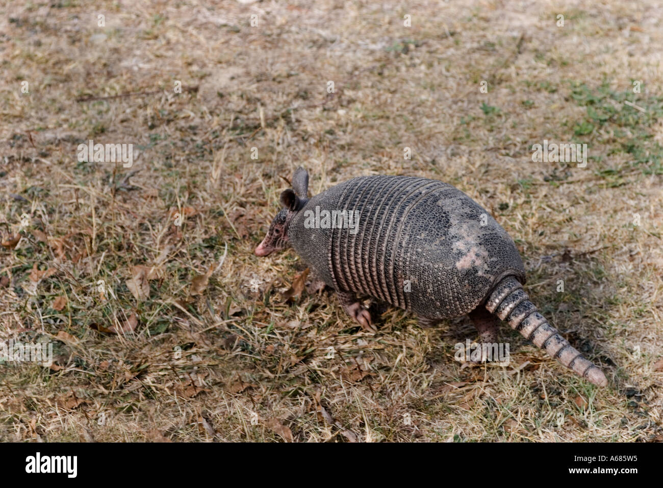 Armadillo on the run Stock Photo - Alamy