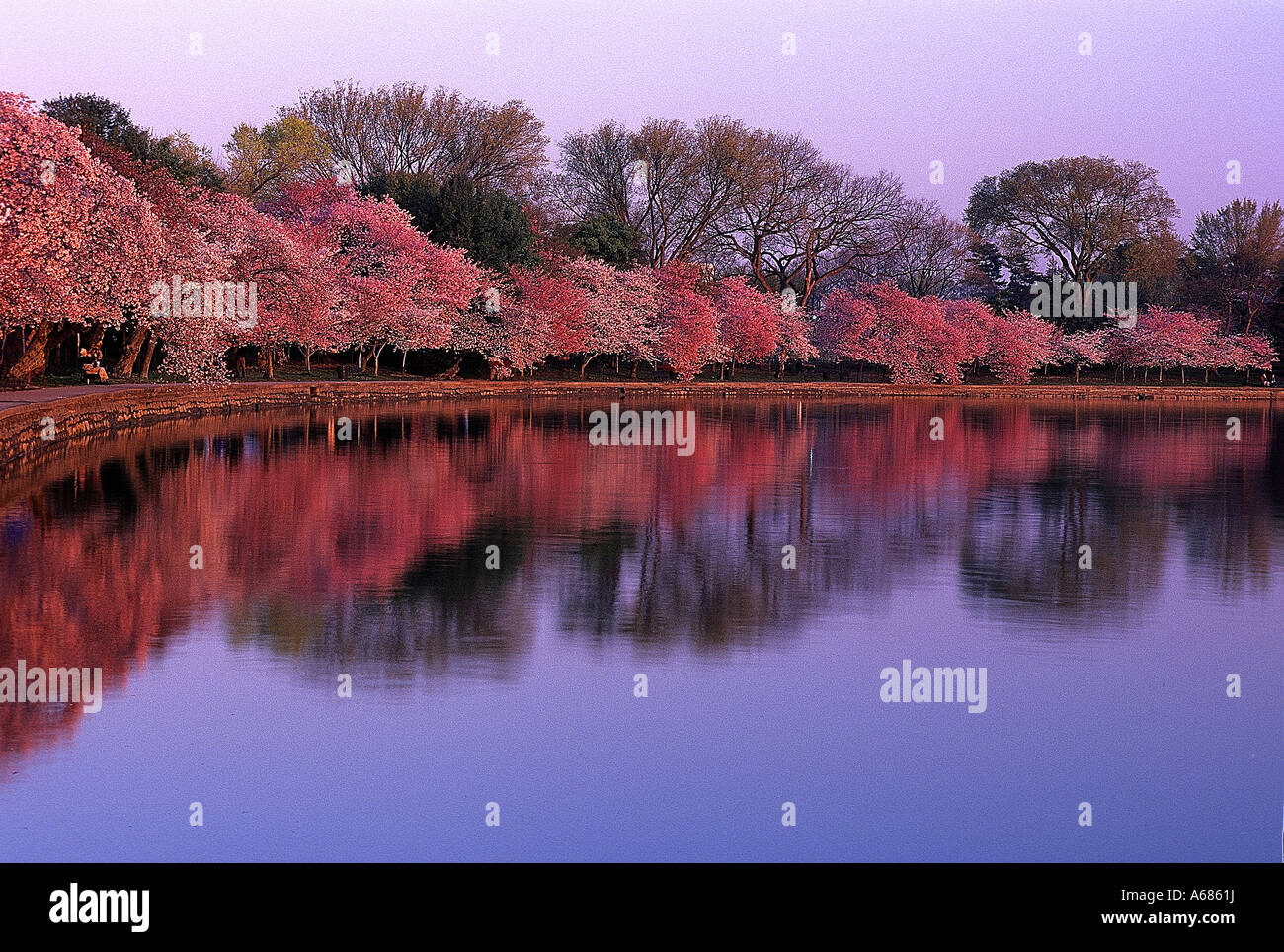 Spring cherry blossoms at the tidal basin in Washington, DC Stock Photo ...