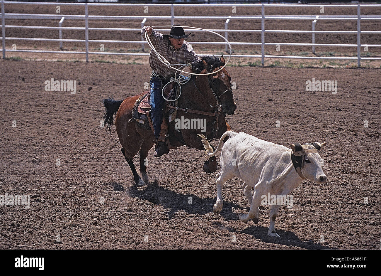 Cowboy roping calf at Frontier Days Rodeo in Cheyenne, Wyoming Stock ...