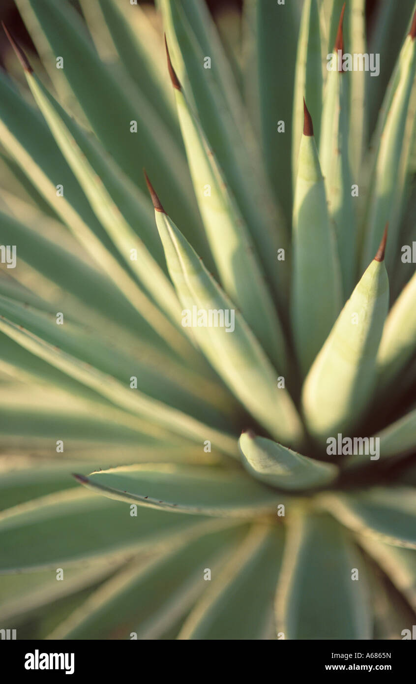 Strong cactus hi-res stock photography and images - Alamy