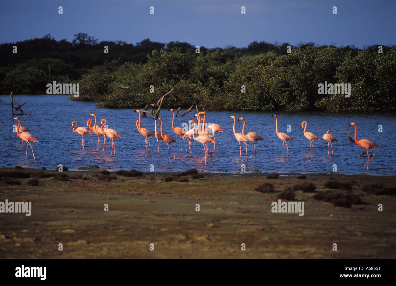 Order ciconiiformes phoenicopterus ruber caribbean flamingo hi-res ...