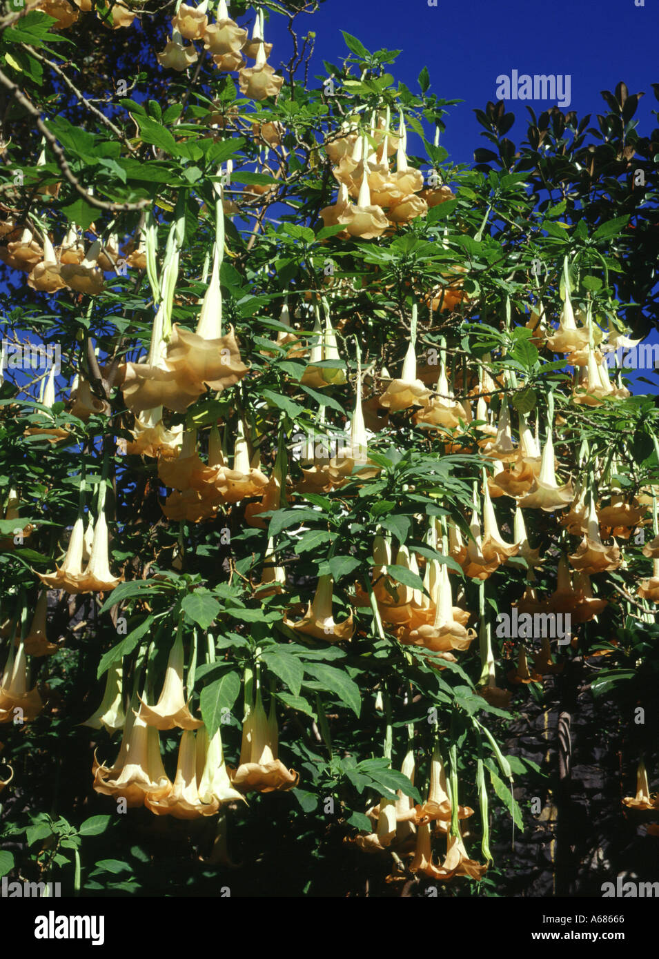 dh FUNCHAL MADEIRA Angels trumpet bell plant tree bush Stock Photo - Alamy