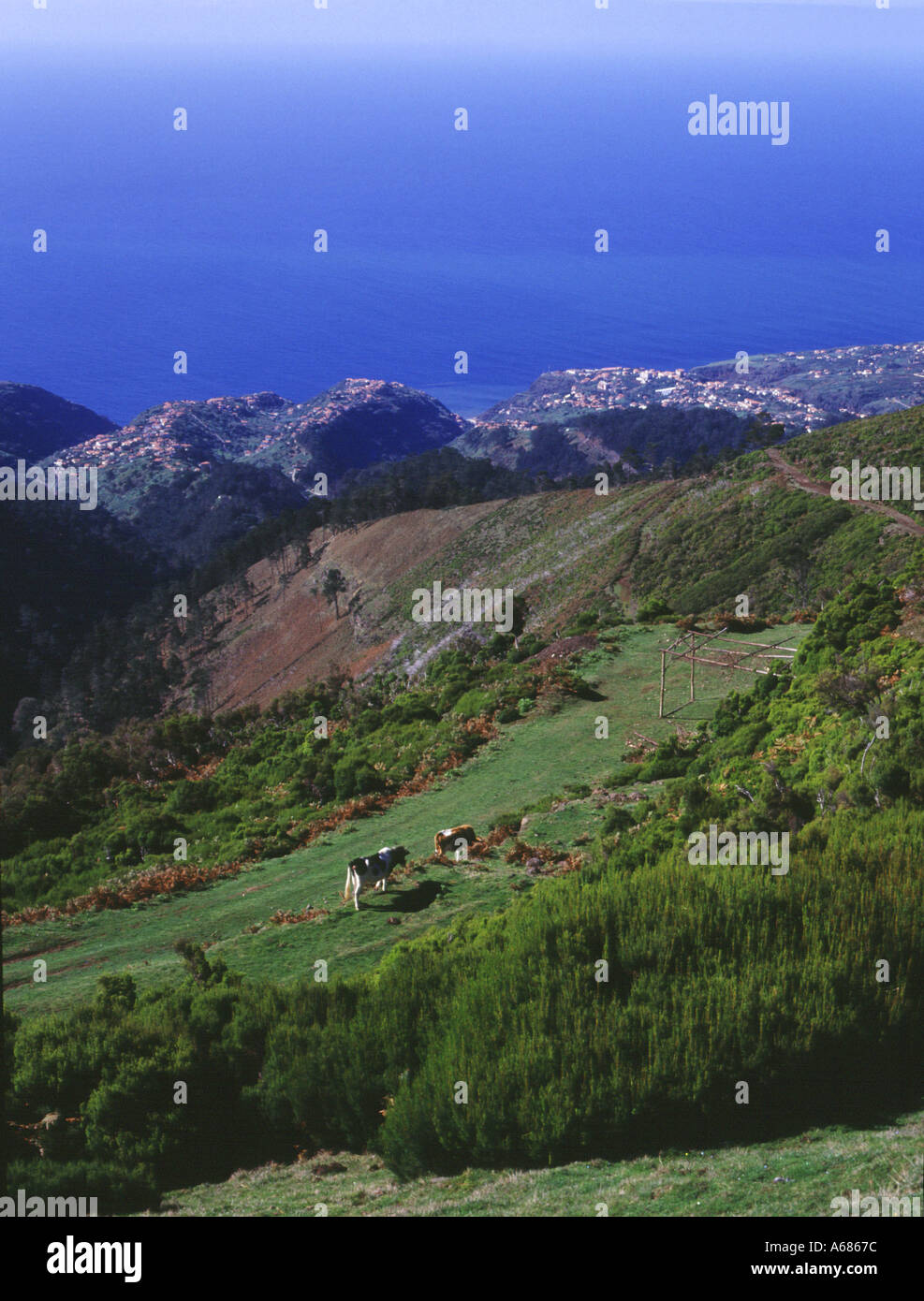 dh NATIONAL PARK MADEIRA Cows grazing western national park hilly ...