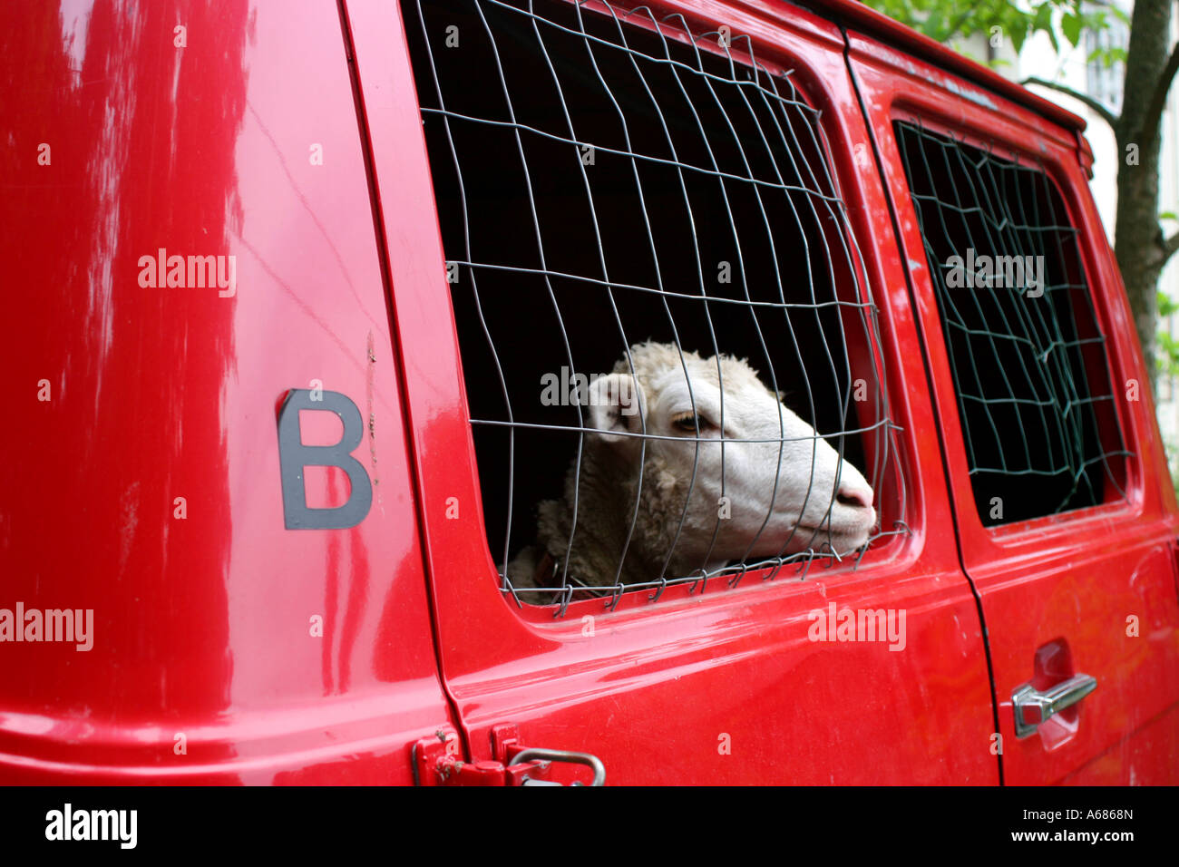 Sheep looking through the back window of a red van Stock Photo - Alamy