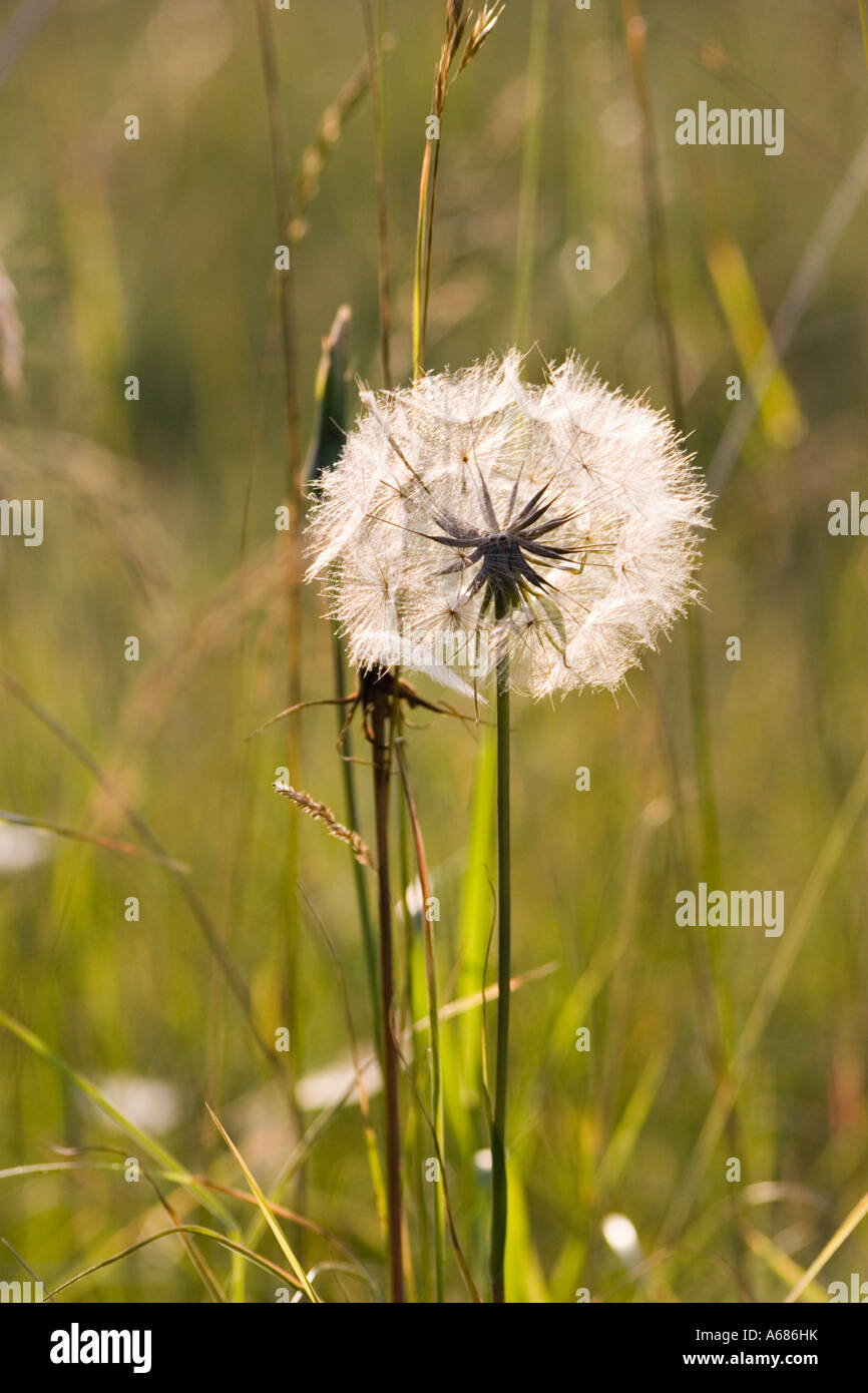 Dandylion hi-res stock photography and images - Alamy