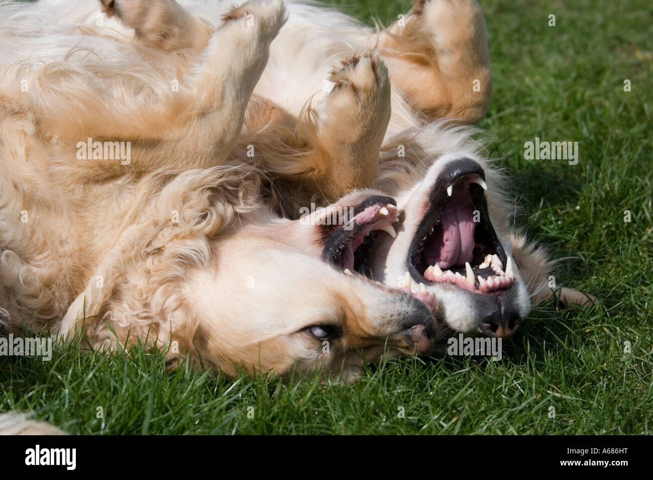 Play Fight 001 Stock Photo - Alamy