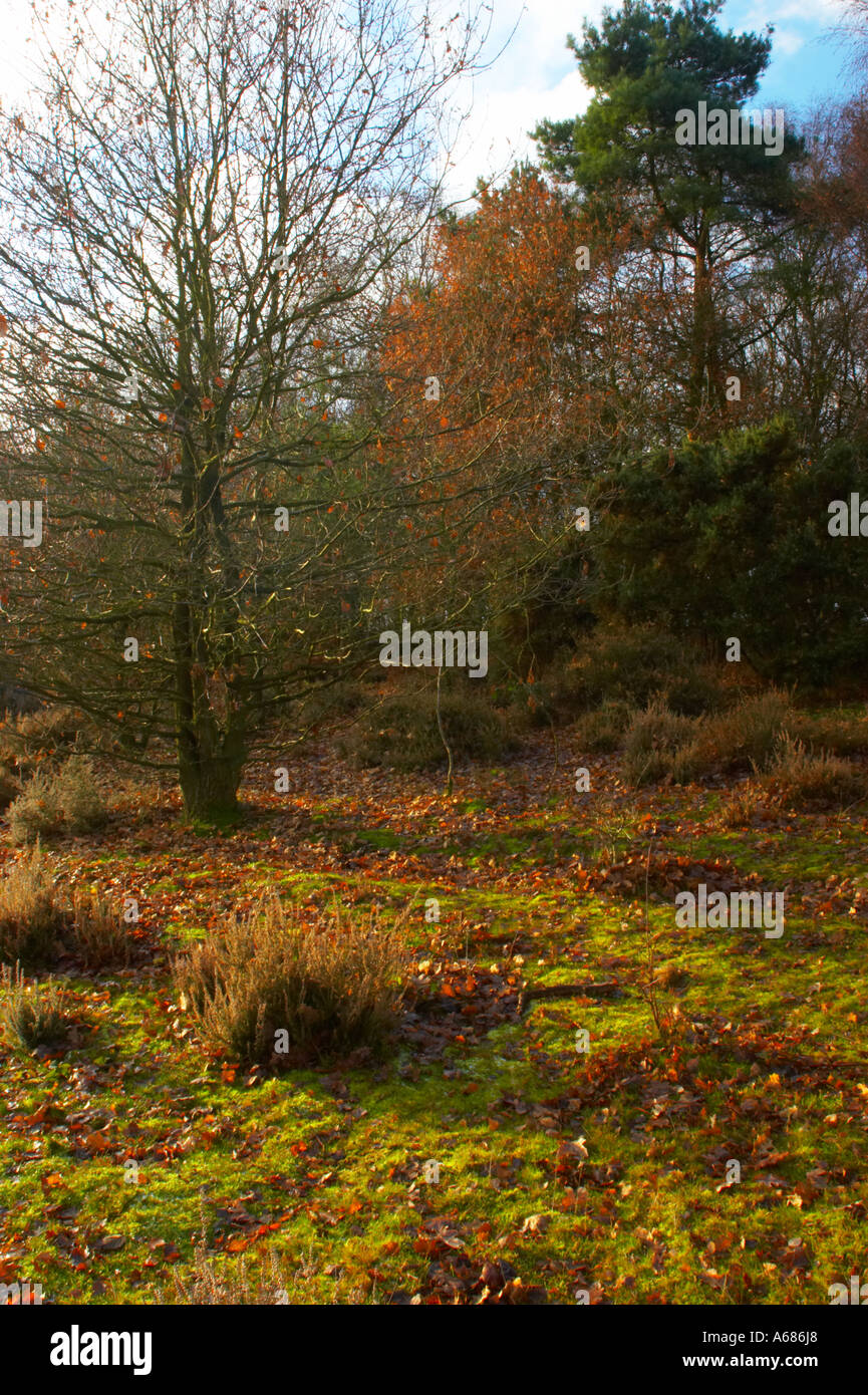 Kinver edge staffordshire england hi-res stock photography and images ...