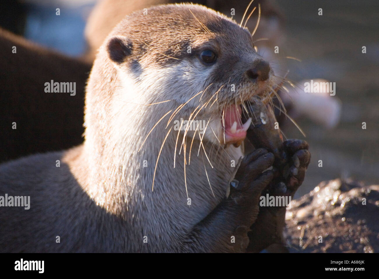 Otter food hi-res stock photography and images - Alamy