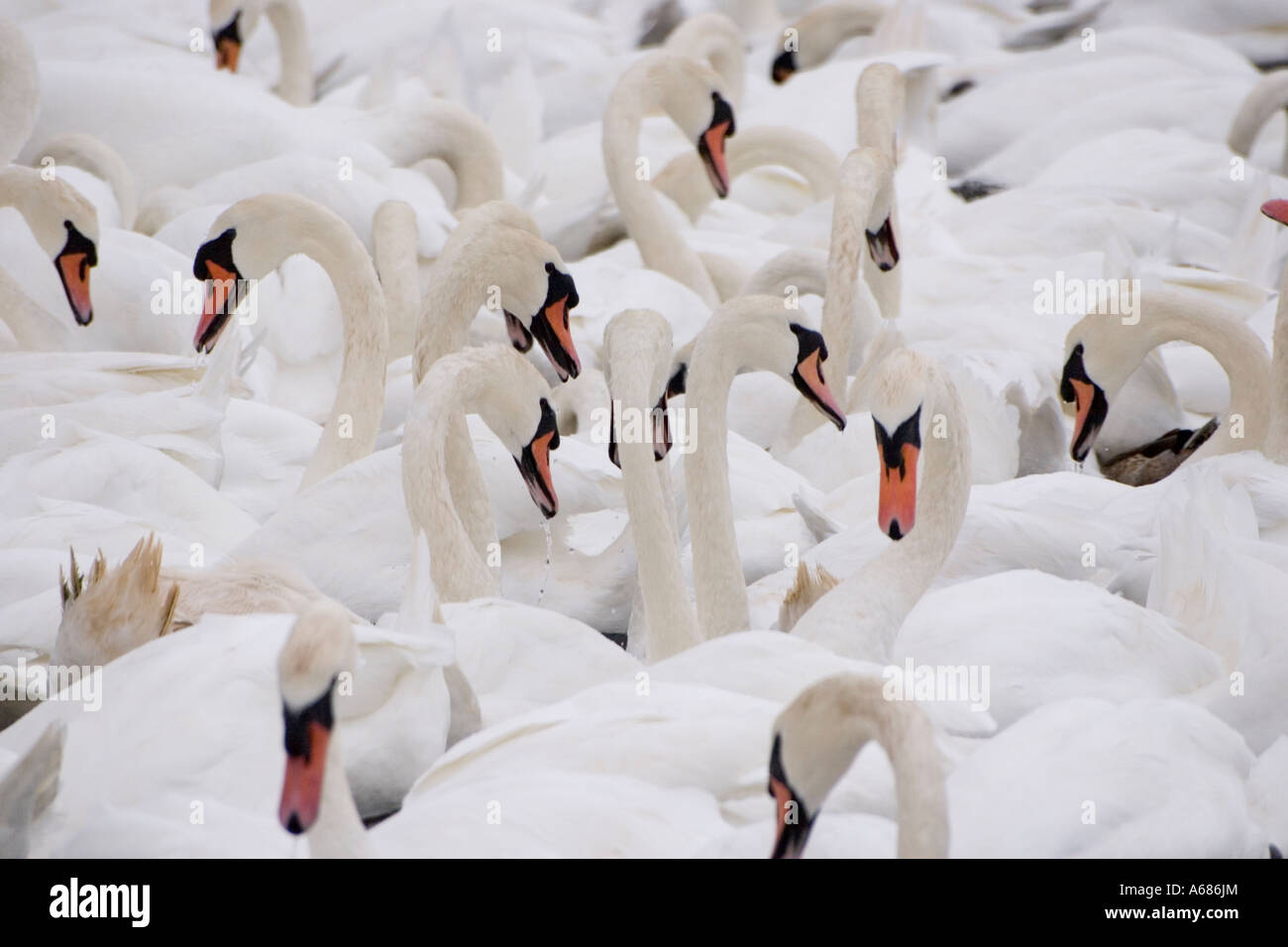 Gathering of Swans Stock Photo - Alamy