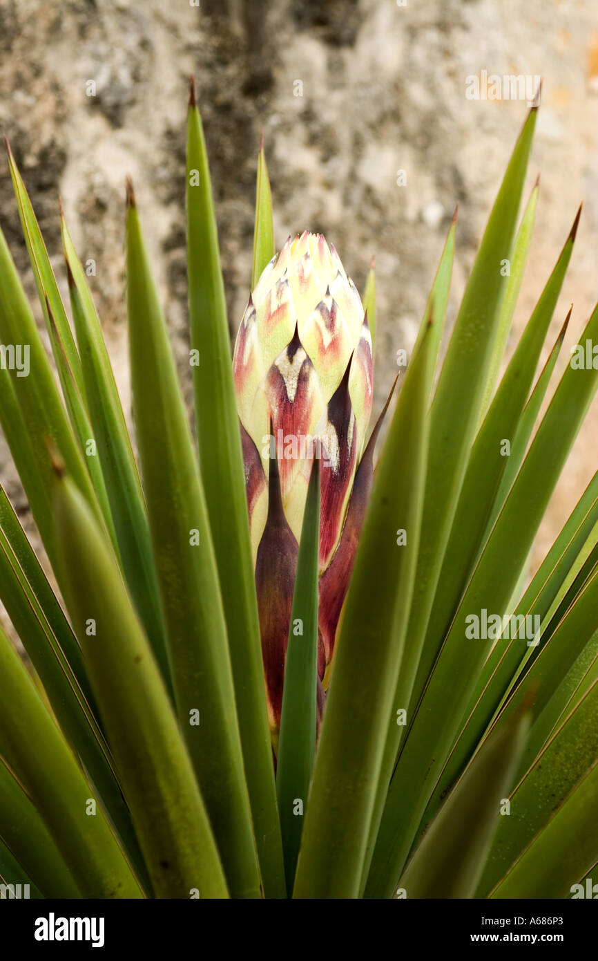Yucca dagger with flower pod closeu Stock Photo - Alamy