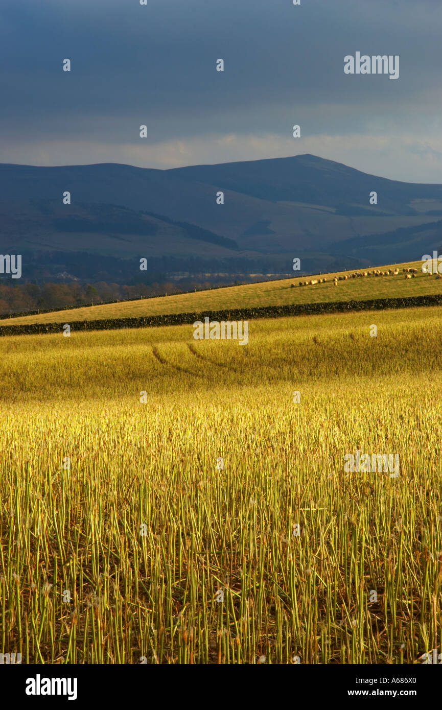 Scotland, Scottish Border, Peebles. Fields against a backdrop of hills ...