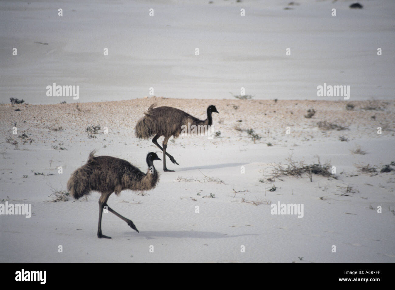 Flock of emu hi-res stock photography and images - Alamy