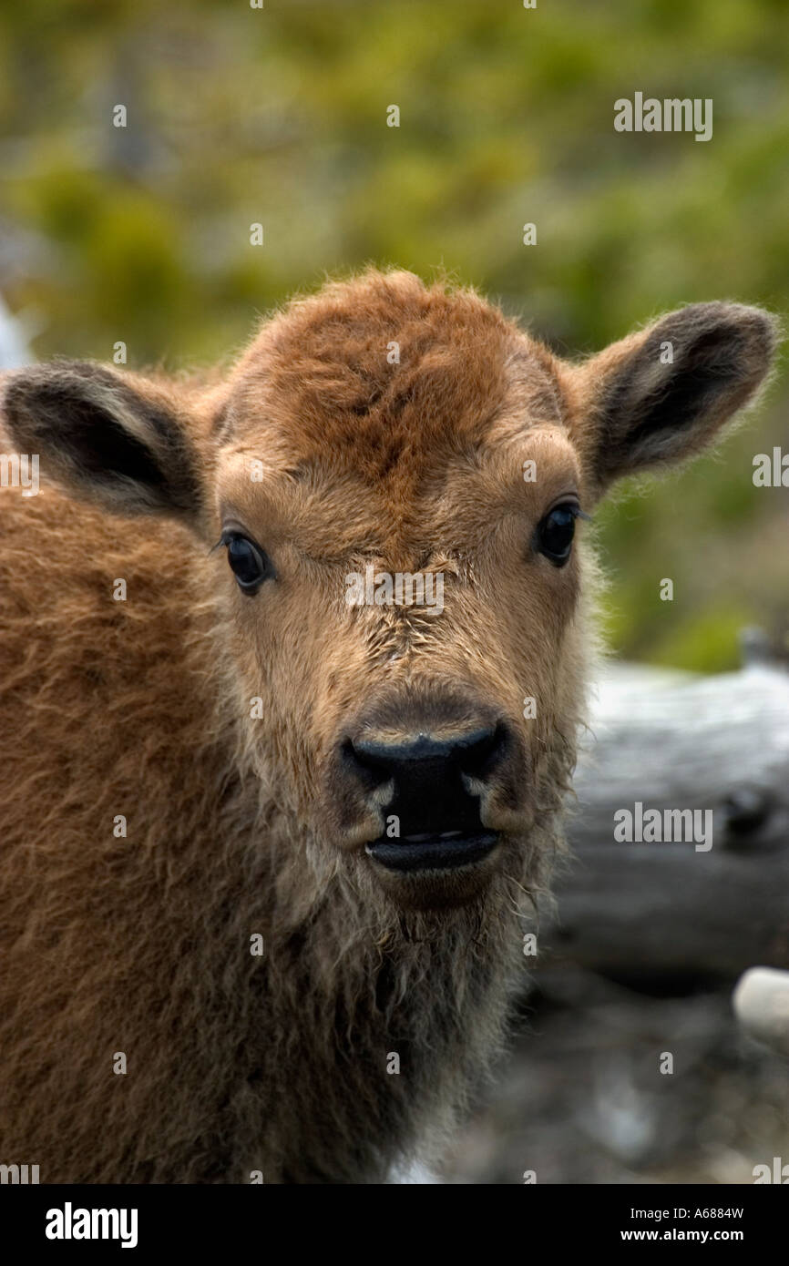Baby Buffalo Full Face Stock Photo - Alamy