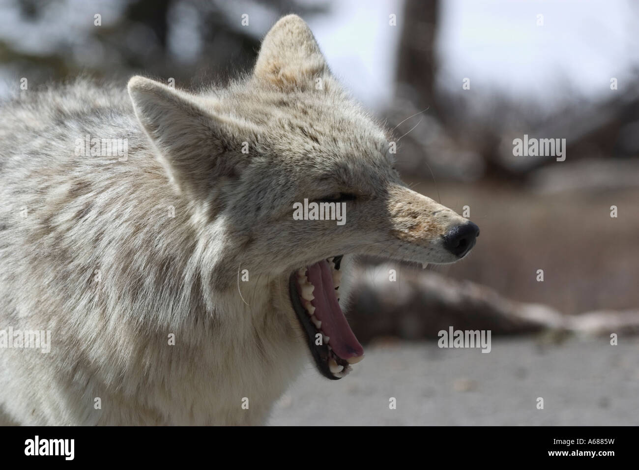 Coyote Profile Yawning Stock Photo - Alamy