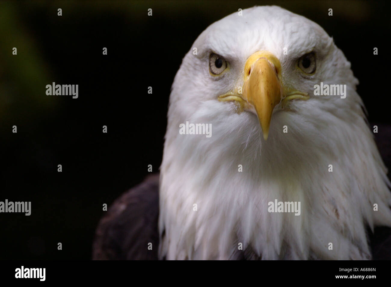 American Bald Eagle full face extreme close-up Stock Photo - Alamy