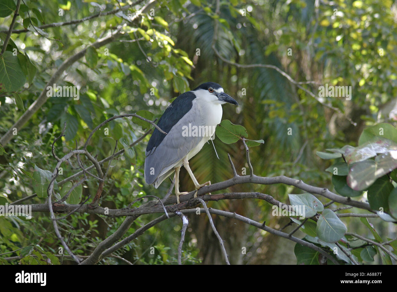 Finch sitting on a branch Stock Photo - Alamy