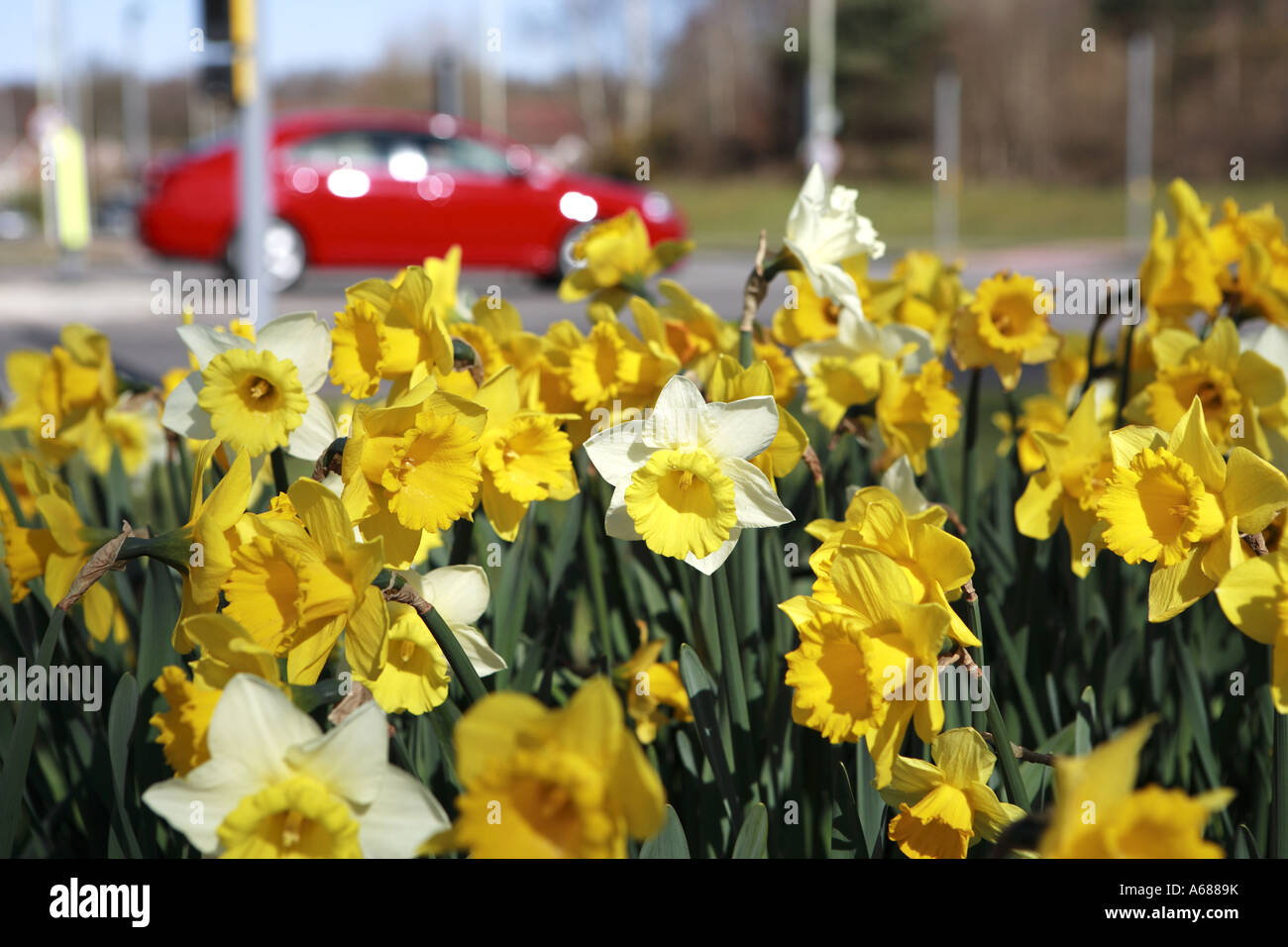 Roadside narcissus hi-res stock photography and images - Alamy