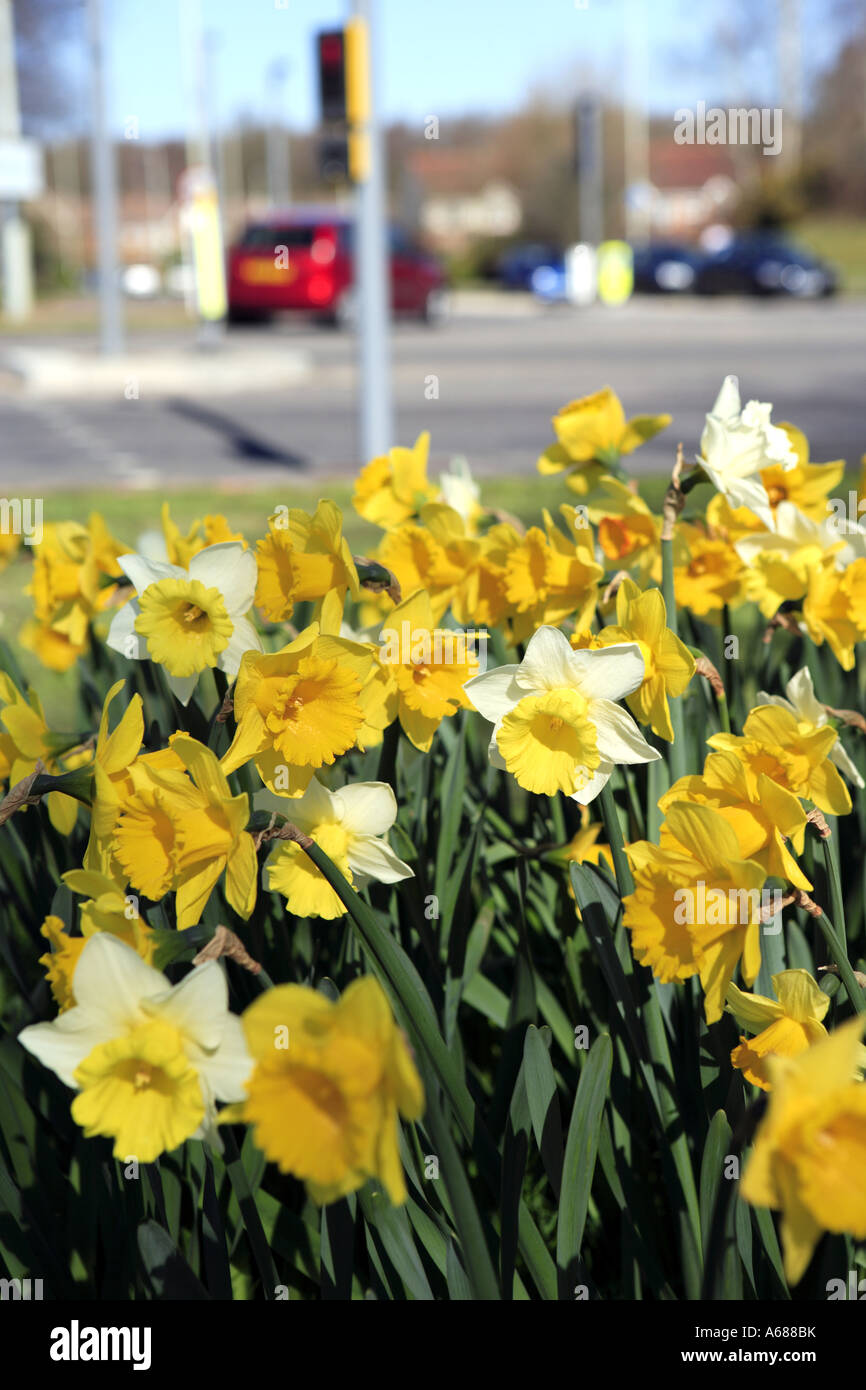 Roadside narcissus hi-res stock photography and images - Alamy