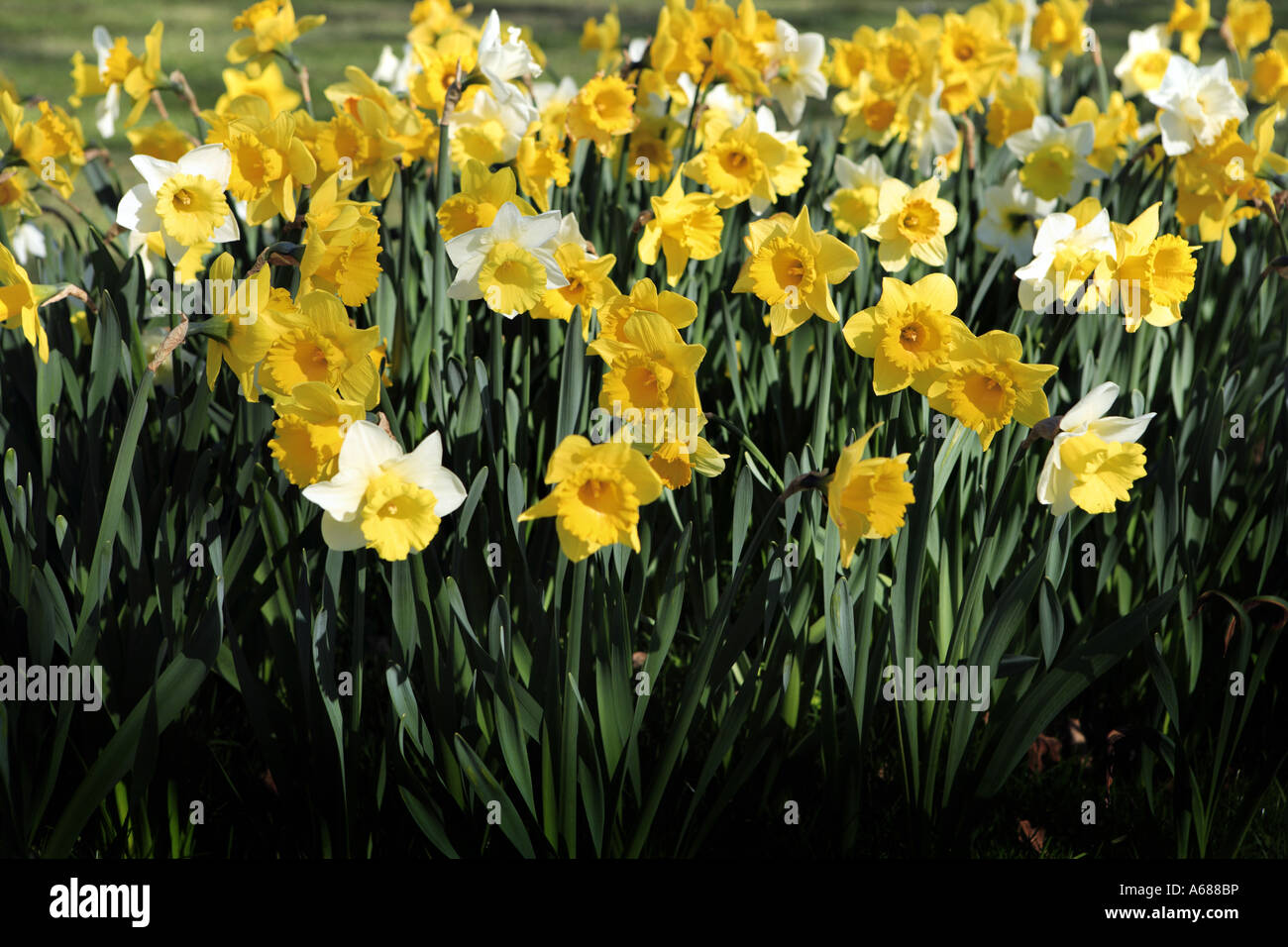 Roadside daffodils hi-res stock photography and images - Alamy