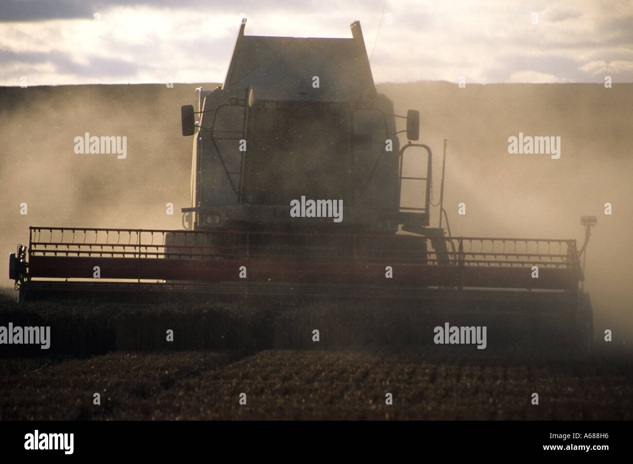 Dust flies around a combine harvester near Bamburgh Northumberland ...