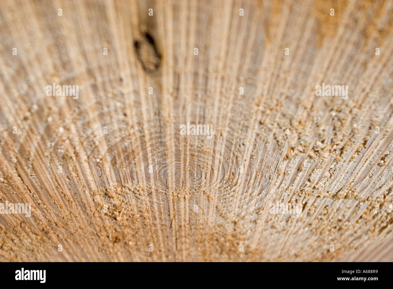 Close-up of saw marks and annual rings at the end of a felled tree ...
