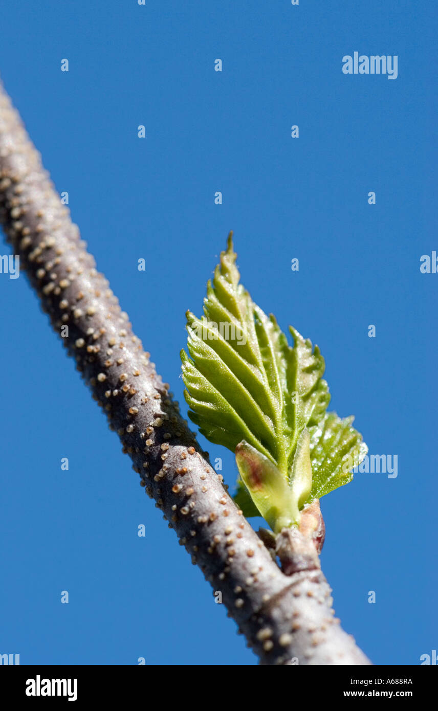 Betula pendula leaf bud hi-res stock photography and images - Alamy