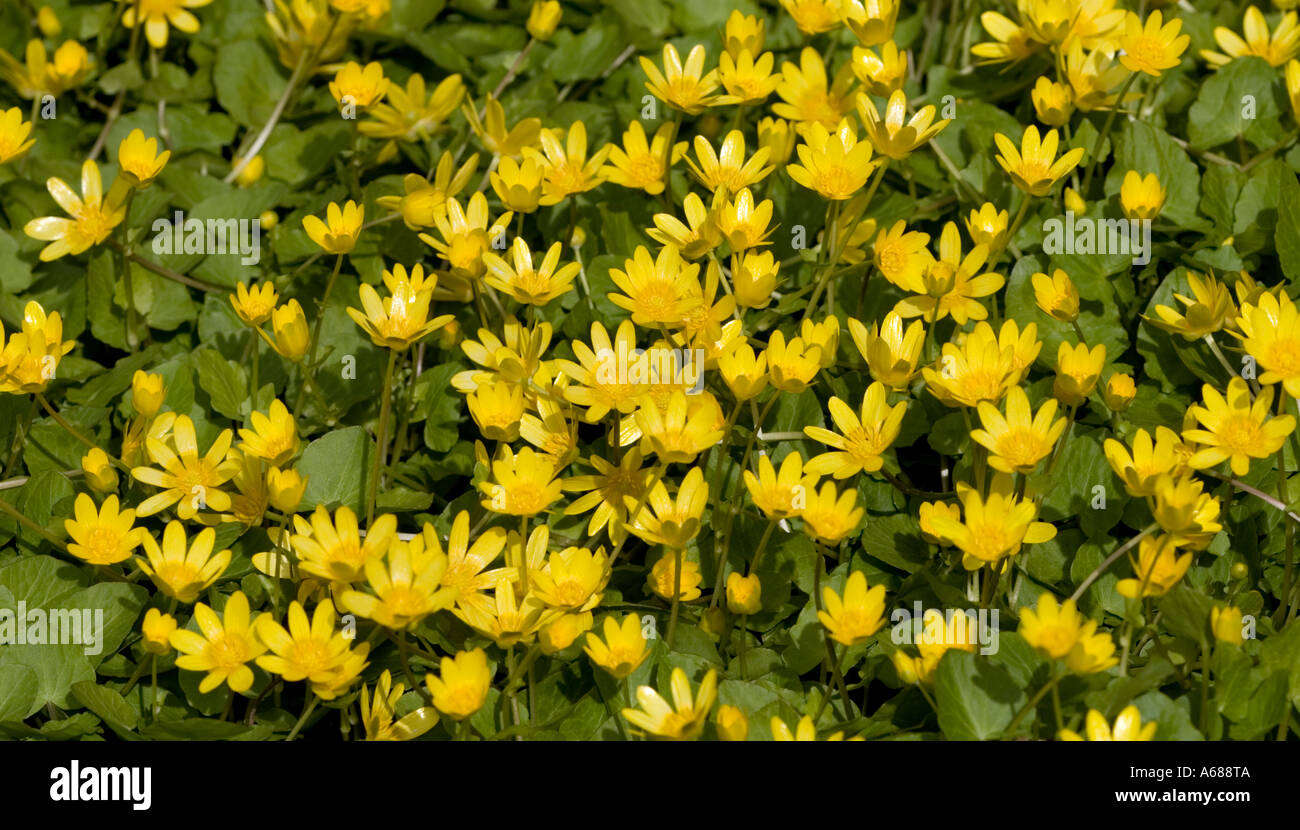 Lesser celandine ( Ranunculus ficaria ) blossoming at Spring , Finland ...