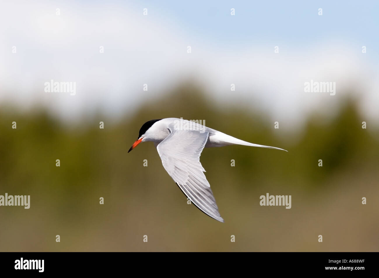 Side profile of a adult common tern ( Sterna hirundo ) flying by ...