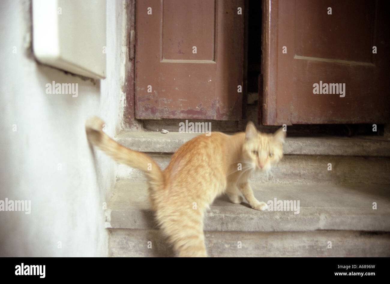 Tabby cat in Prague Stock Photo - Alamy
