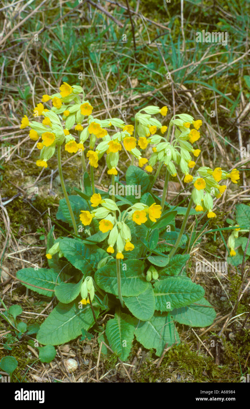 Cowslips ireland hi-res stock photography and images - Alamy