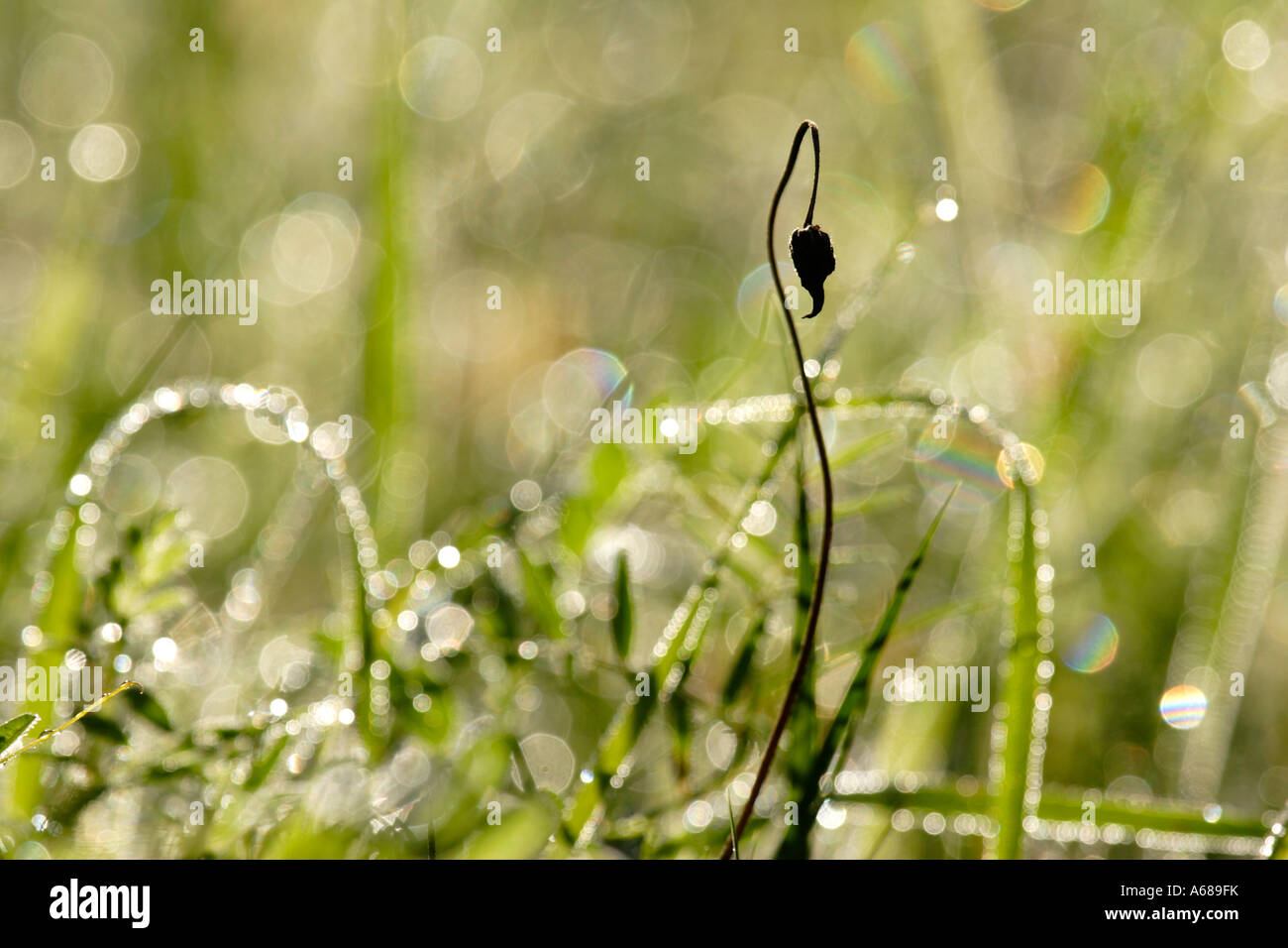 Grass in backlight Stock Photo - Alamy