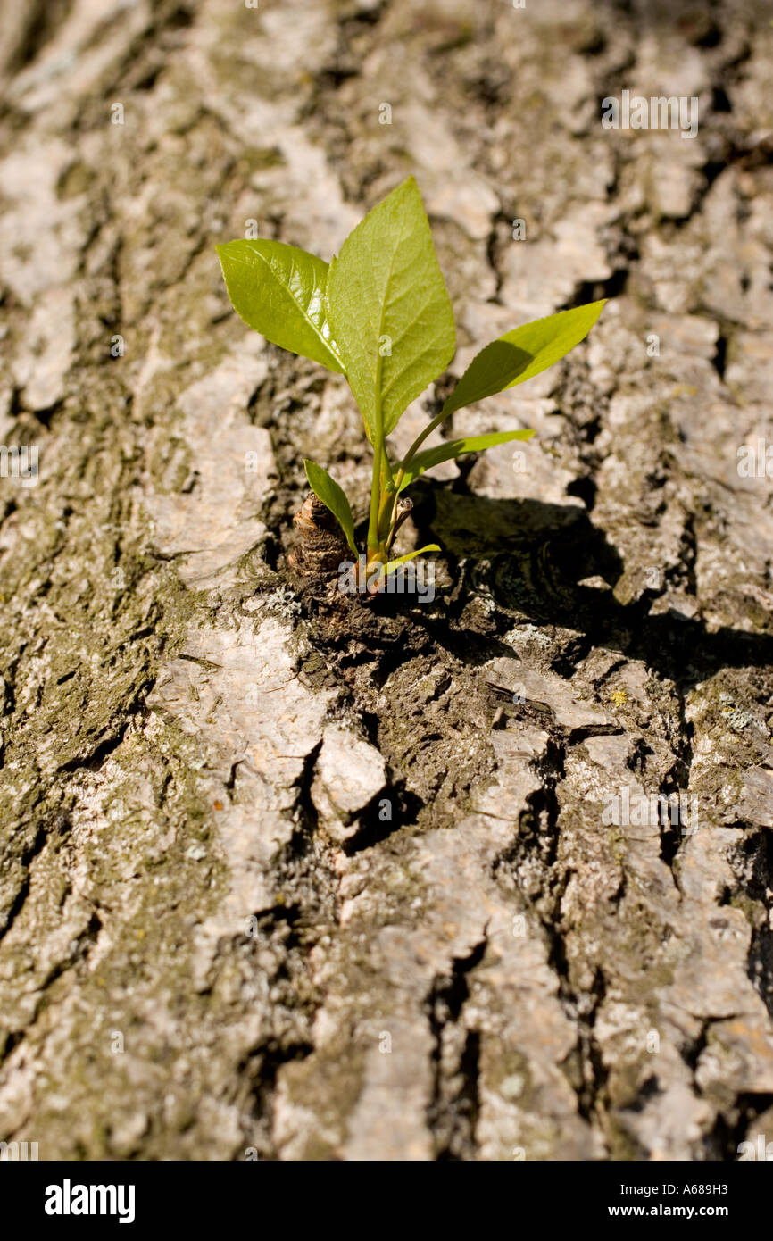 One isolated new fresh poplar leaf growing out of the tree trunk at ...