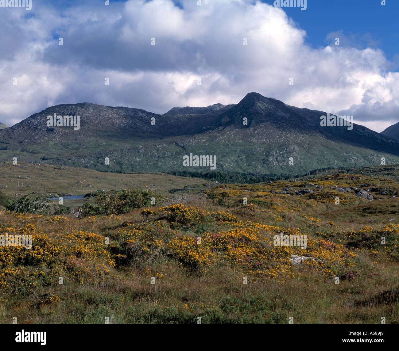 wild yellow flowers growing on moorland with the twelve bens mountains ...