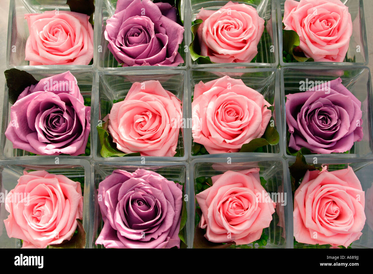 Cut roses hi-res stock photography and images - Alamy