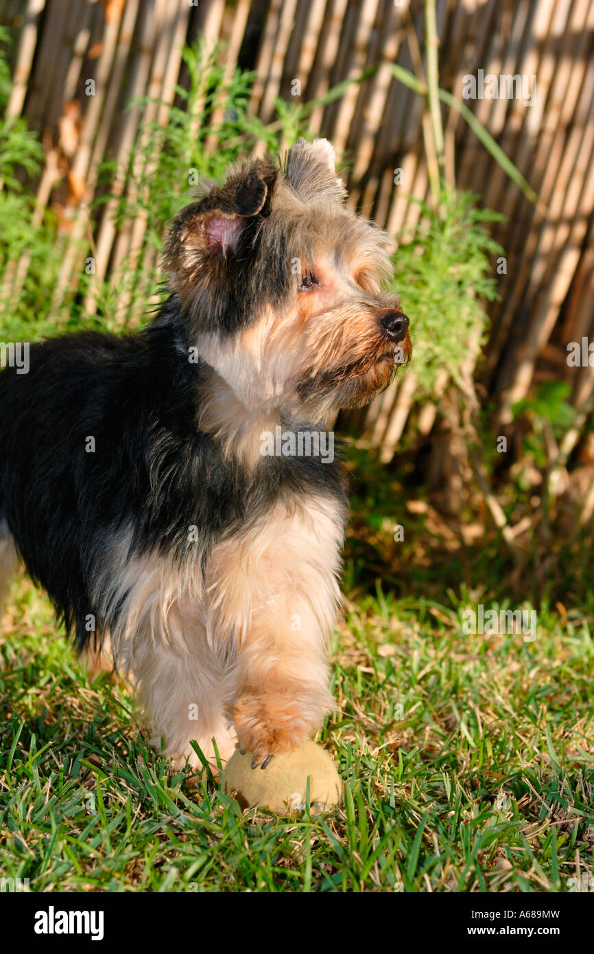 Yorkshire playing with his ball Morocco Stock Photo - Alamy
