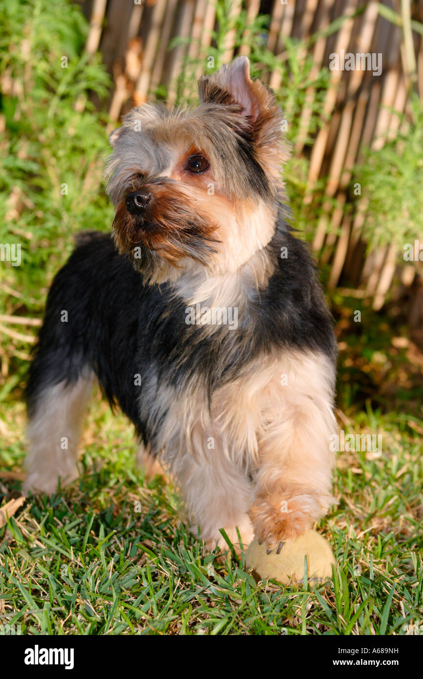 Yorkshire playing with his ball Morocco Stock Photo - Alamy