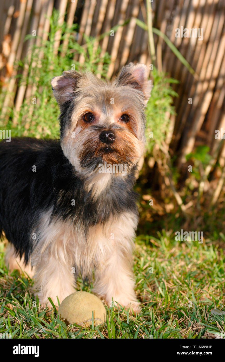 Yorkshire playing with his ball Morocco Stock Photo - Alamy