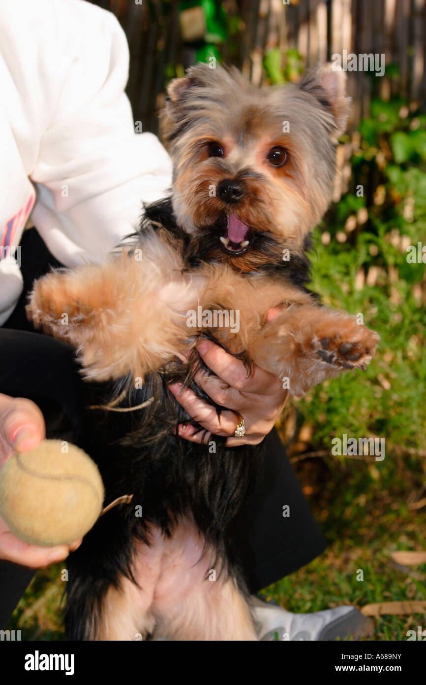 Yorkshire playing with his ball Morocco Stock Photo - Alamy
