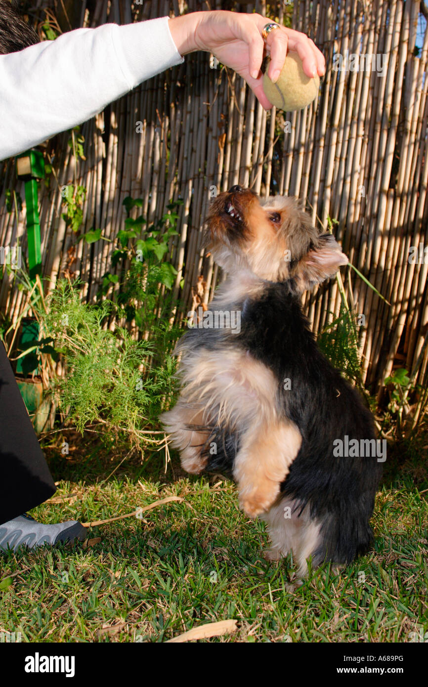 Yorkshire playing with his ball Morocco Stock Photo - Alamy