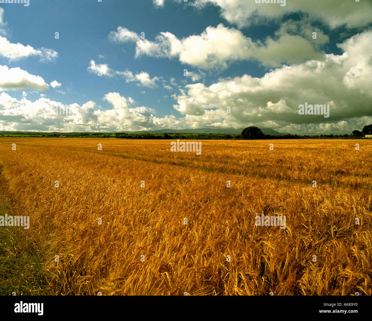 field of golden corn in irish landscape Stock Photo - Alamy