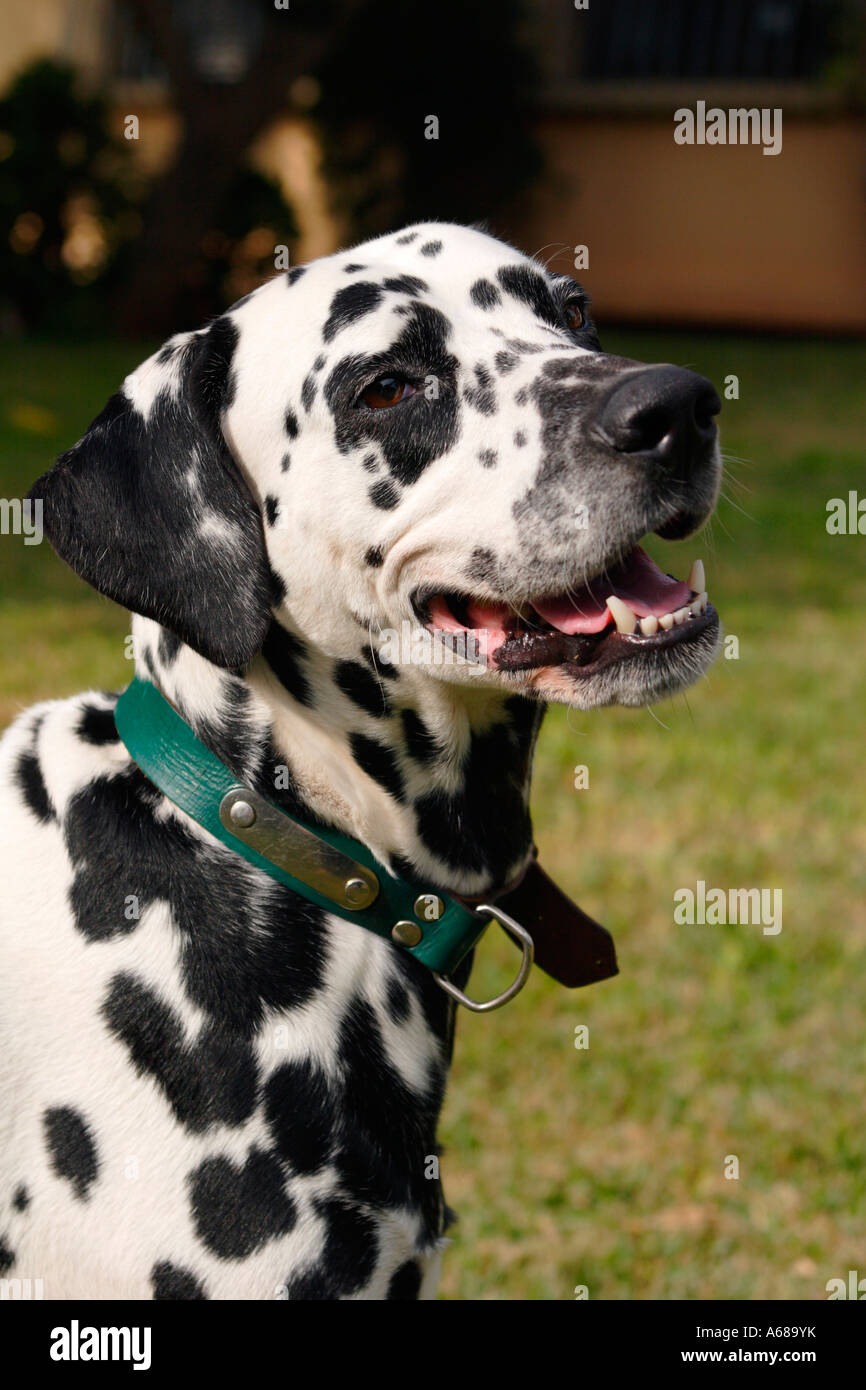 Dalmatian dog eye hi-res stock photography and images - Alamy