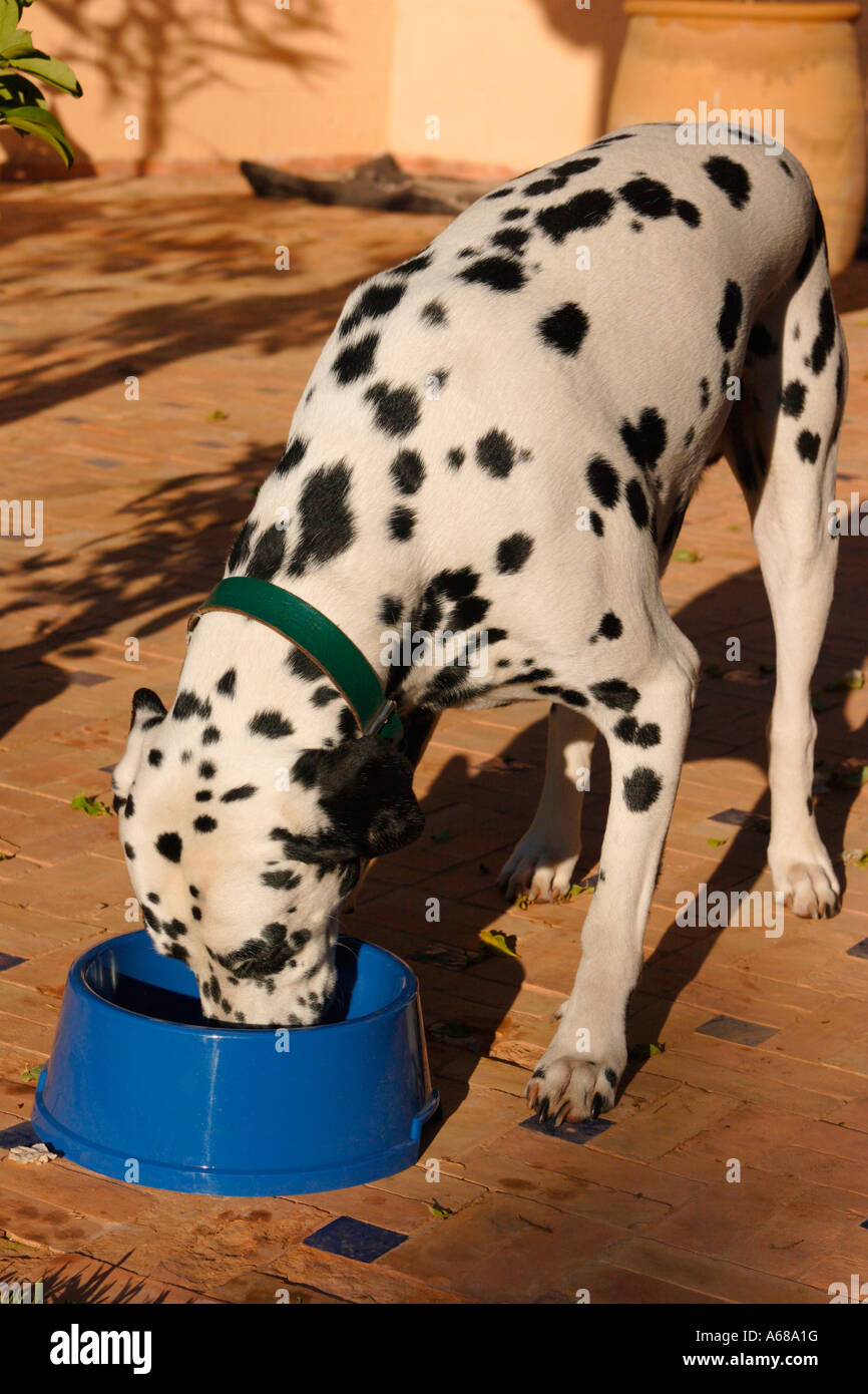 Dalmatian eating in his plate Stock Photo - Alamy