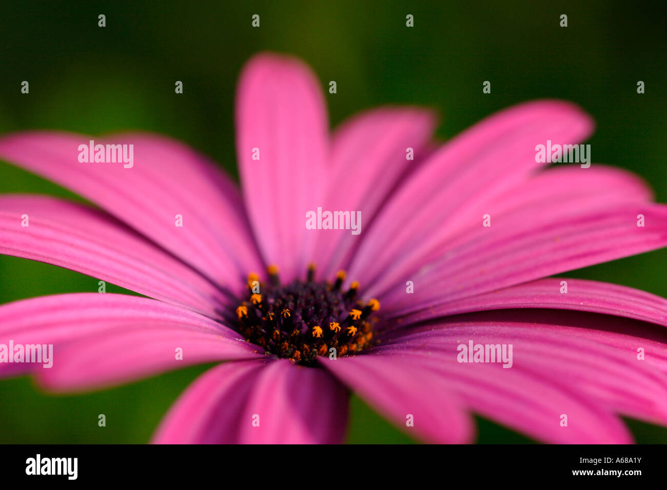 Macro of a purple daisy flower Stock Photo - Alamy