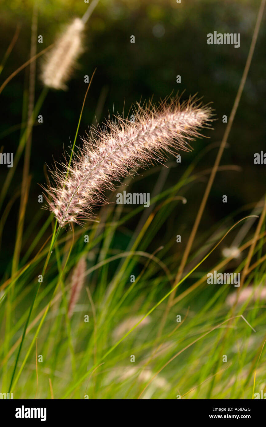 Squirrel tail grass Stock Photo - Alamy