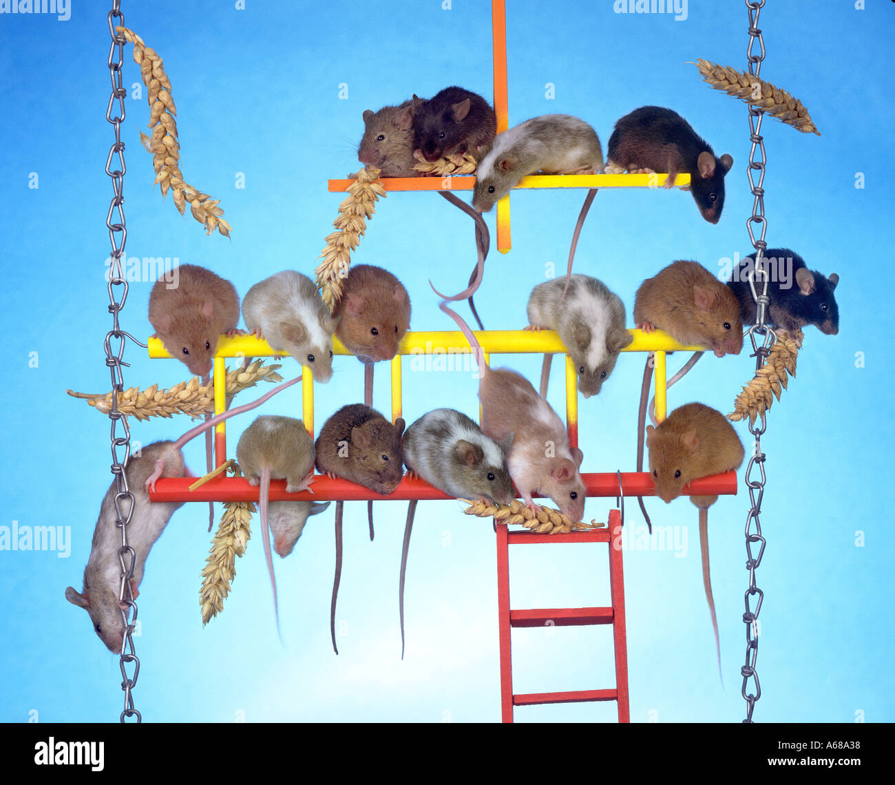 climbing coloured mice Stock Photo - Alamy
